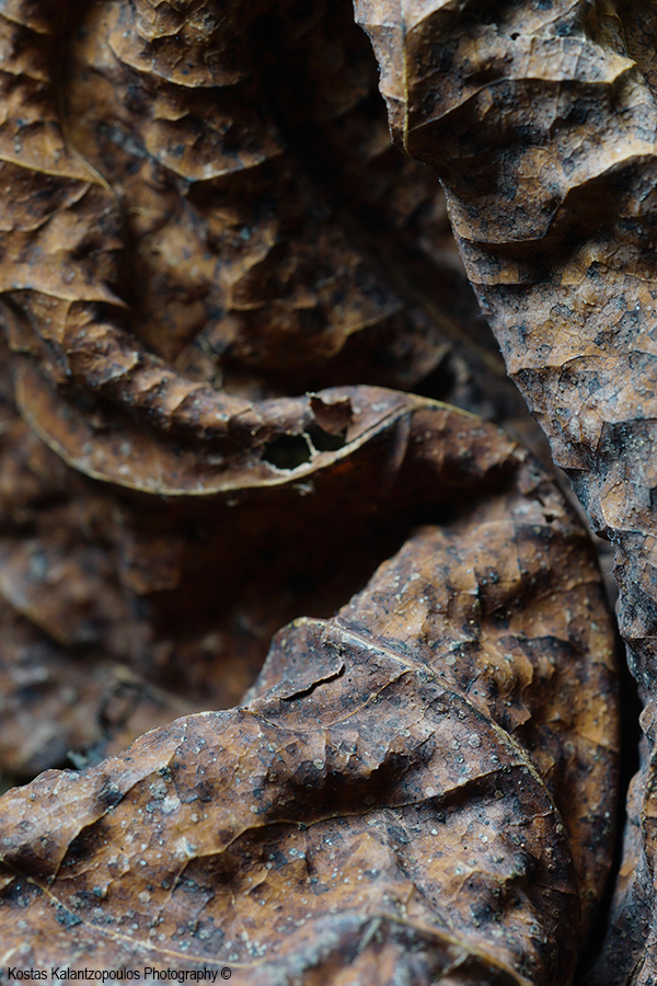 Isolation days – dissolving