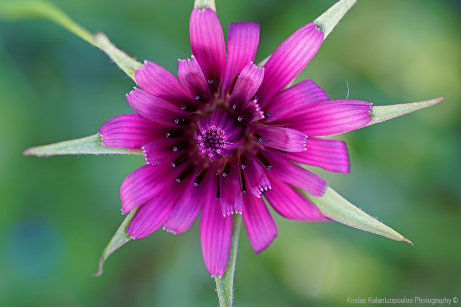 Isolation days – Purple