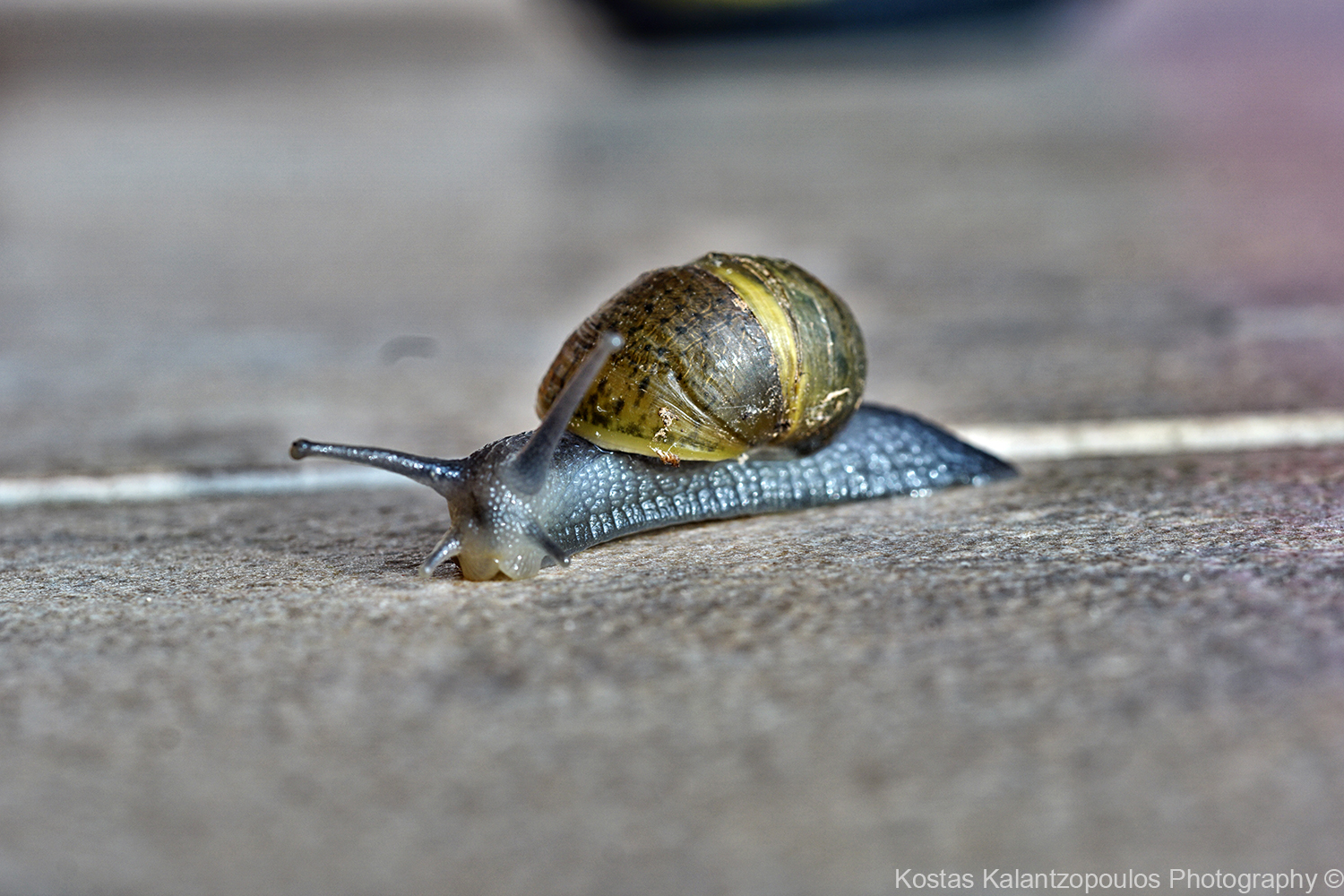 Please meet Mr Snail